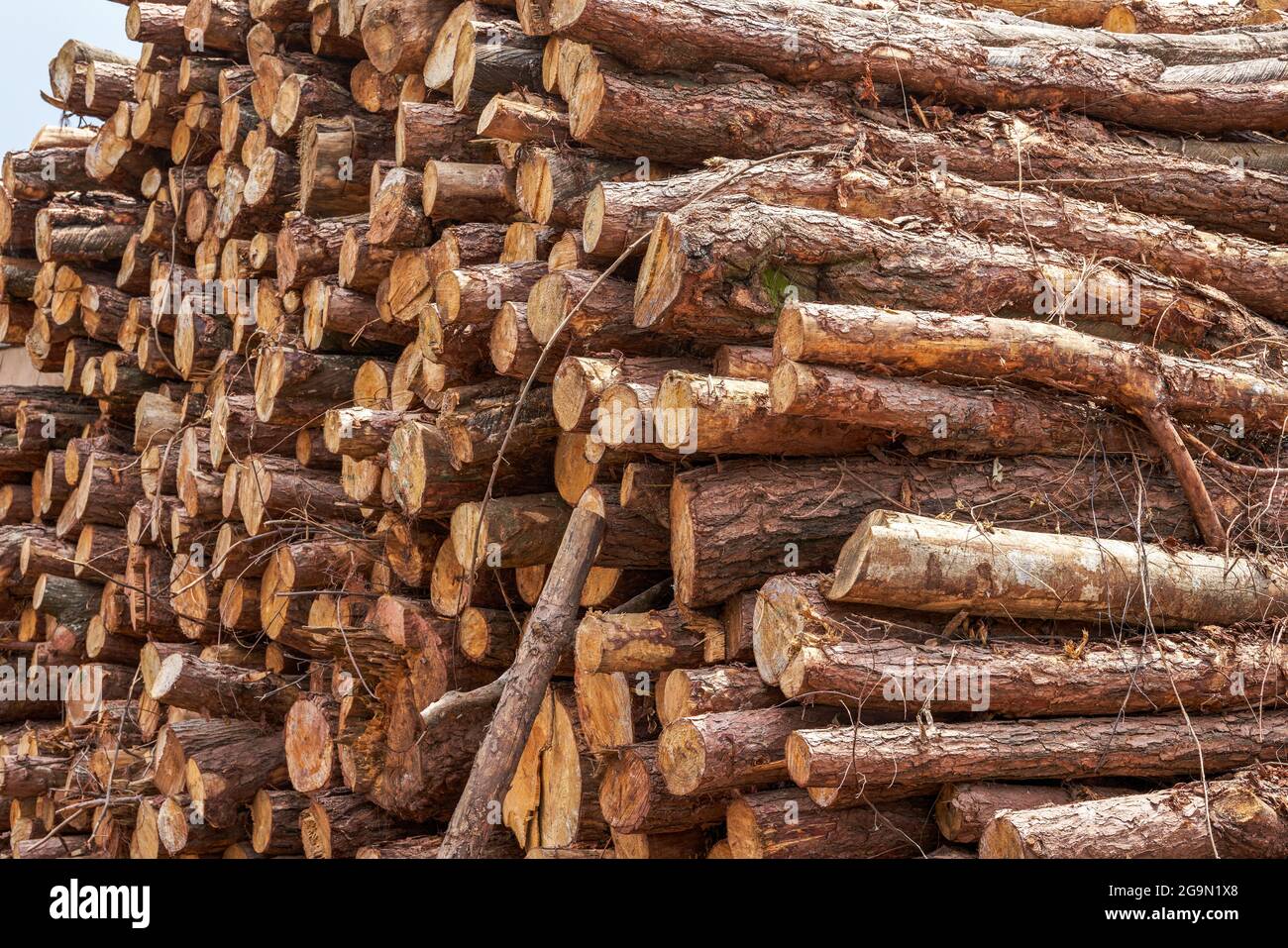 Timber piled in a lumber yard, dry wood material Stock Photo - Alamy