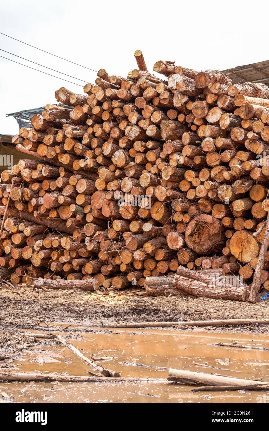 Timber piled in a lumber yard, dry wood material Stock Photo - Alamy