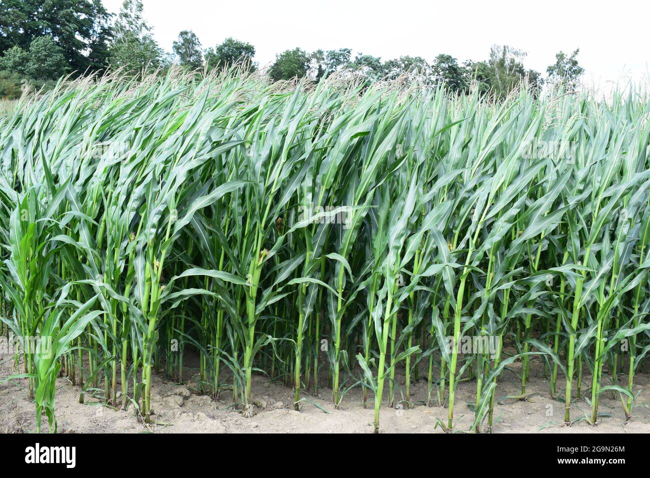 Corn field on sunny summer hi-res stock photography and images - Alamy