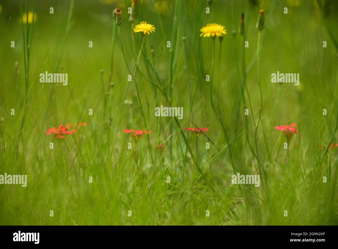 Wild flora, flowers in spring in the Pampas landscape, La Pampa ...