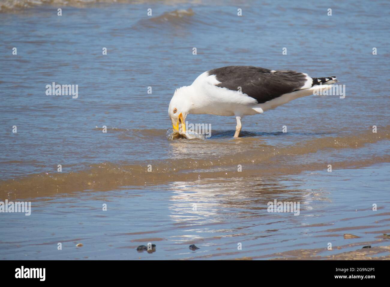 Great Black-Backed Gull with Flat fish Stock Photo - Alamy