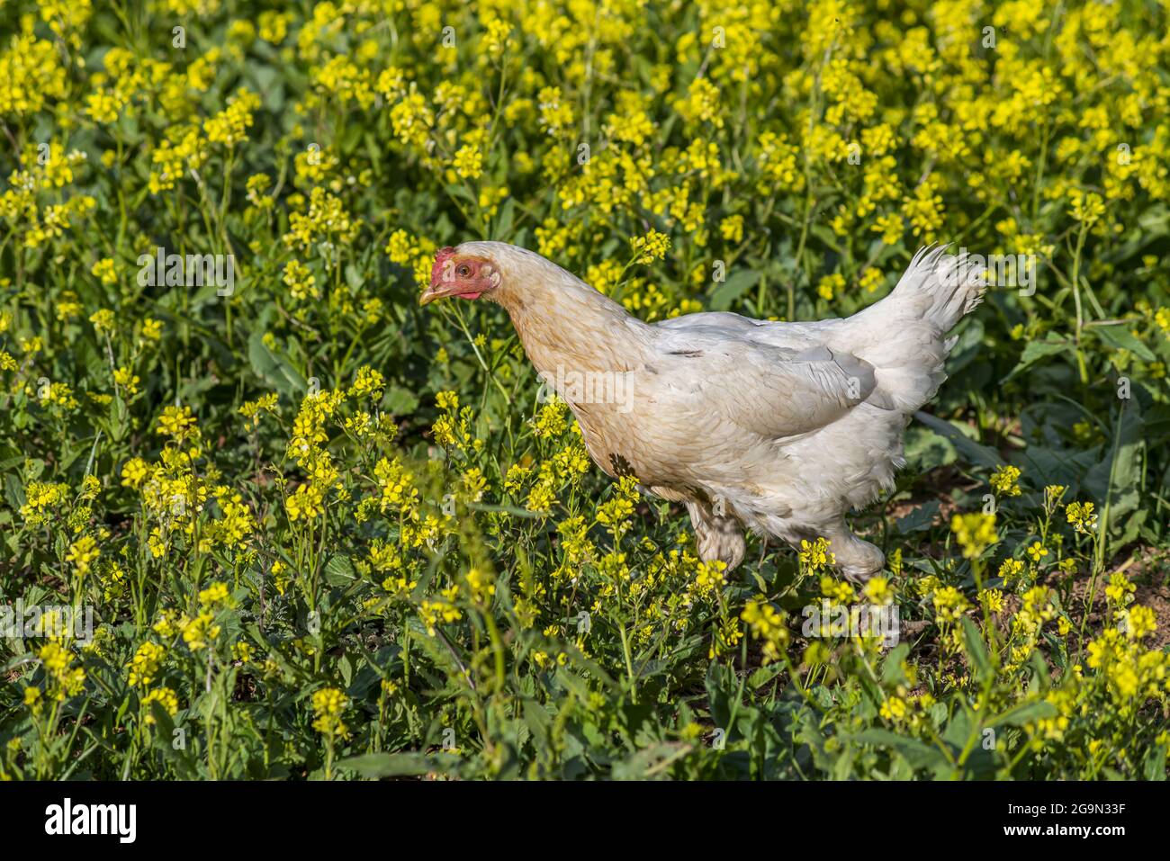 Chicken walking on the farm Stock Photo - Alamy