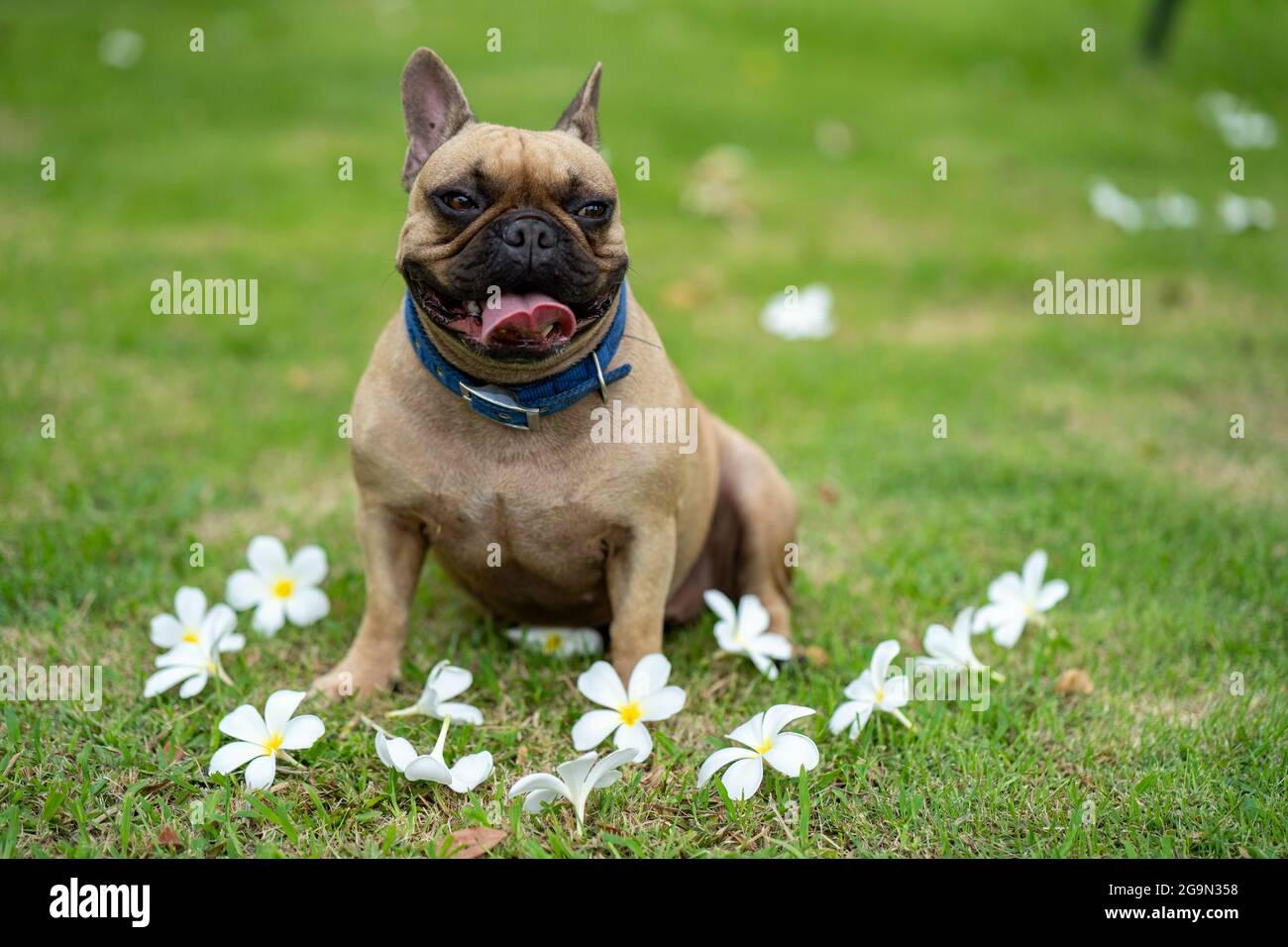 Cute fawn French bulldog with plumeria flowers on green grass Stock ...