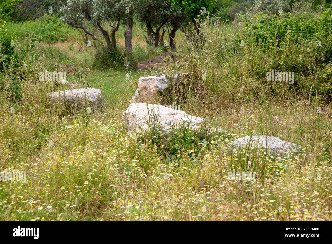 Meadow landscapes hi-res stock photography and images - Alamy
