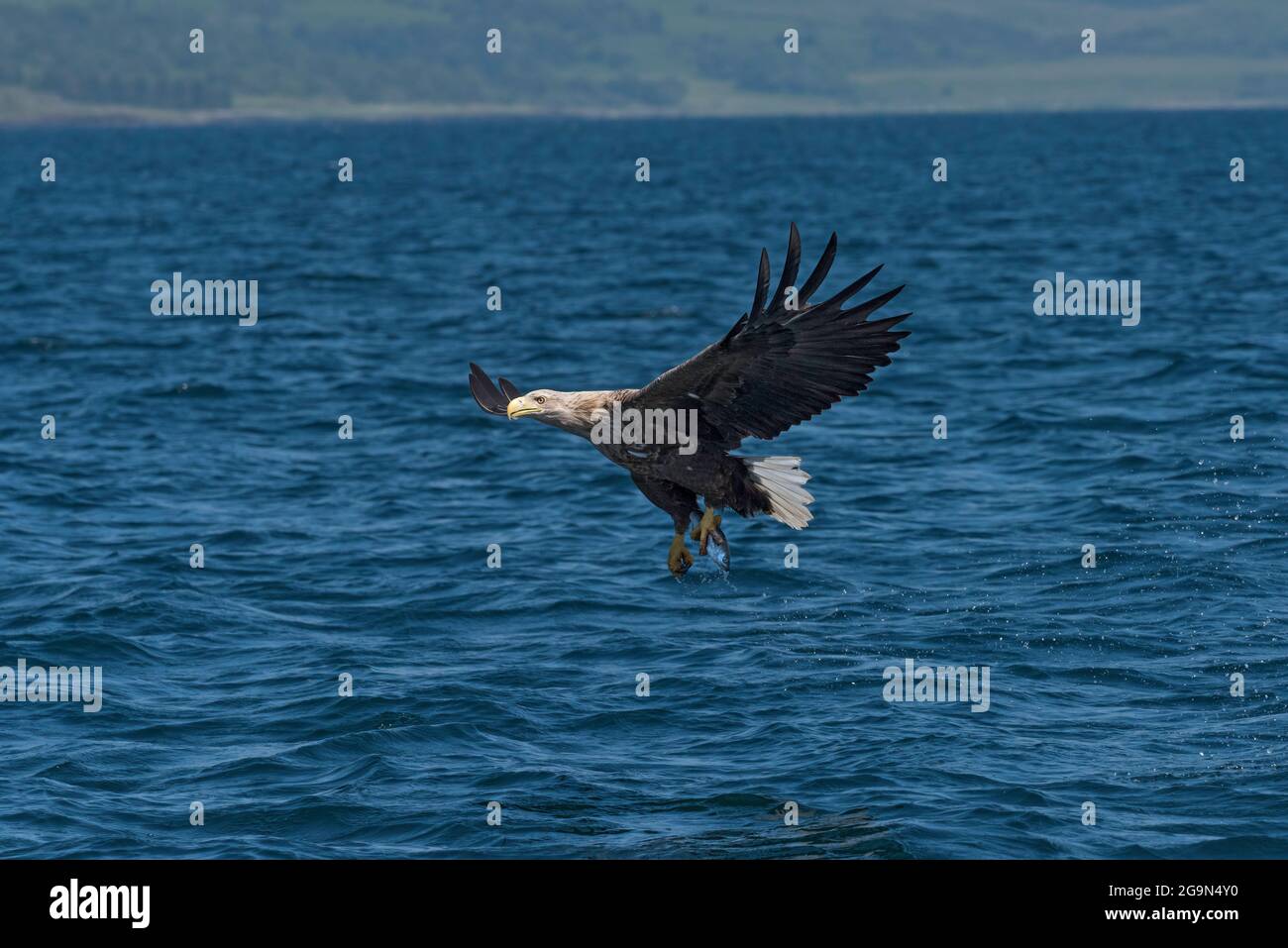 White-tailed Eagle (Haliaetus albicilla), catching fish, Isle of Mull ...