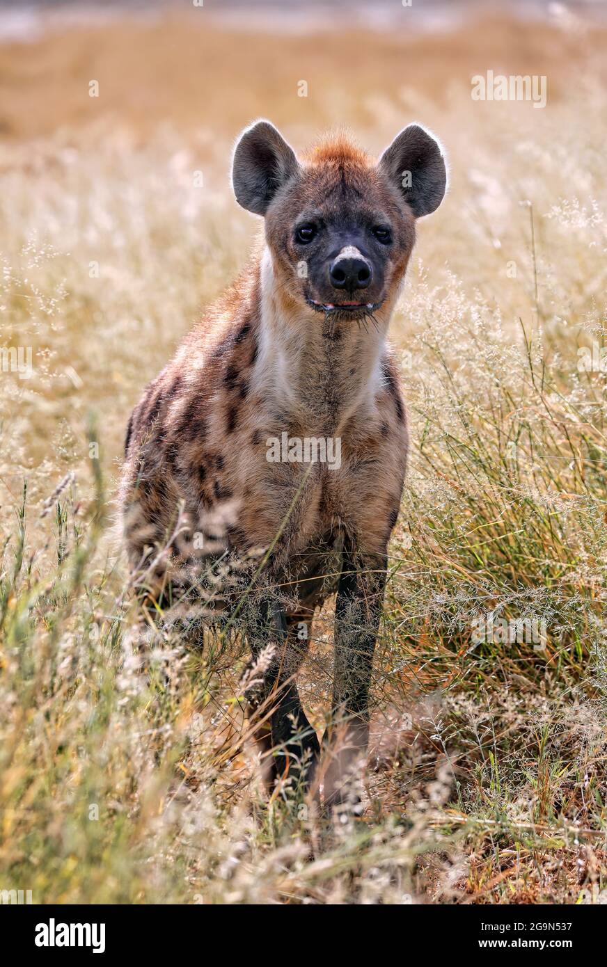 spotted hyena, Etosha National Park, Namibia, (Crocuta crocuta Stock ...