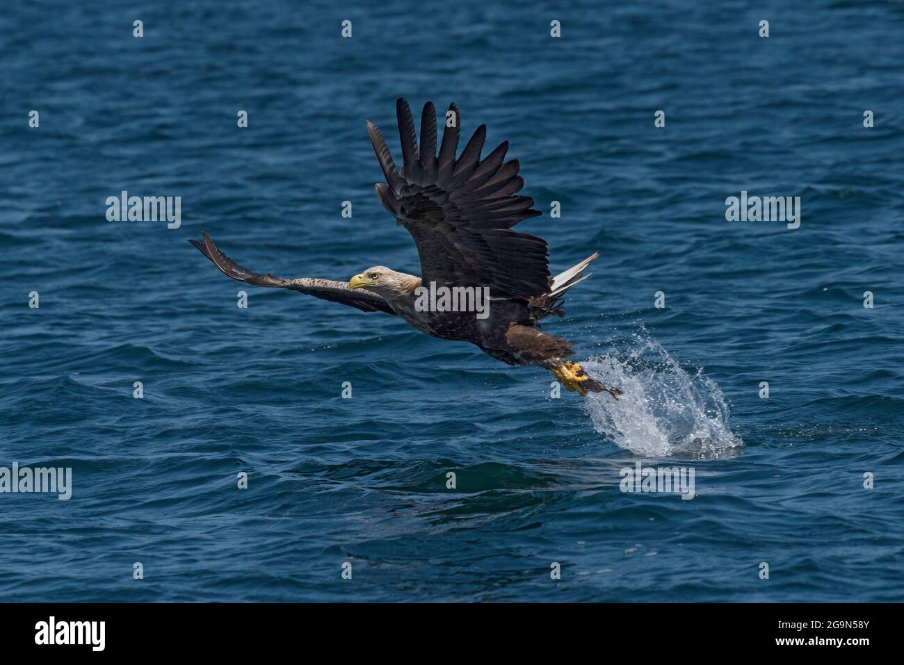White-tailed Eagle (Haliaetus albicilla), catching fish, Isle of Mull ...
