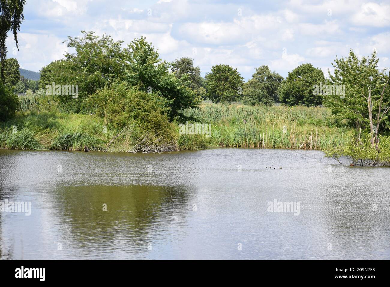 small swamp lake Stock Photo - Alamy