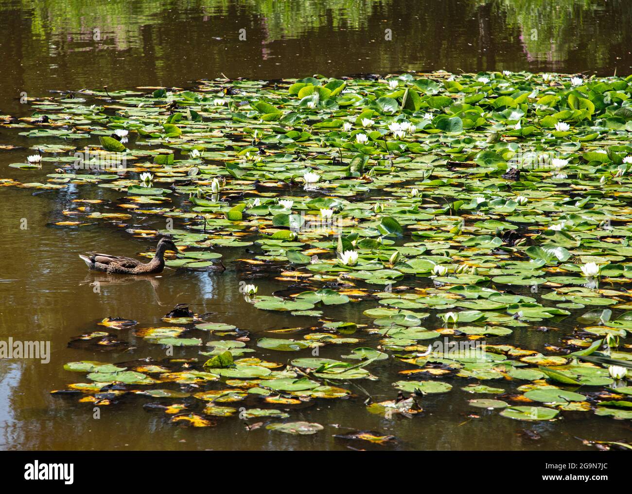Summer water lilies on a pond on Ditchling Common, East Sussex Stock ...