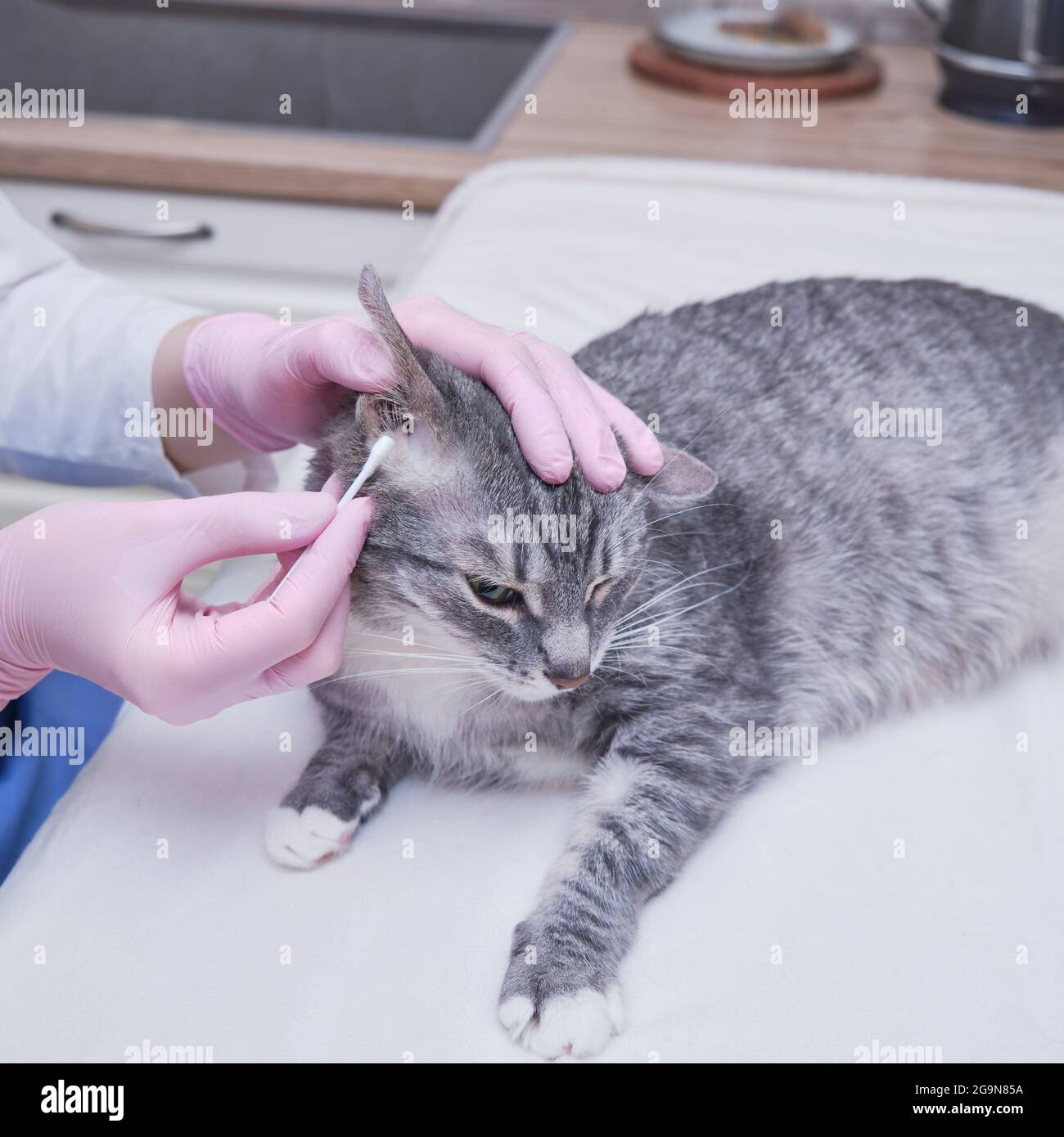 Ear mite hi-res stock photography and images - Alamy