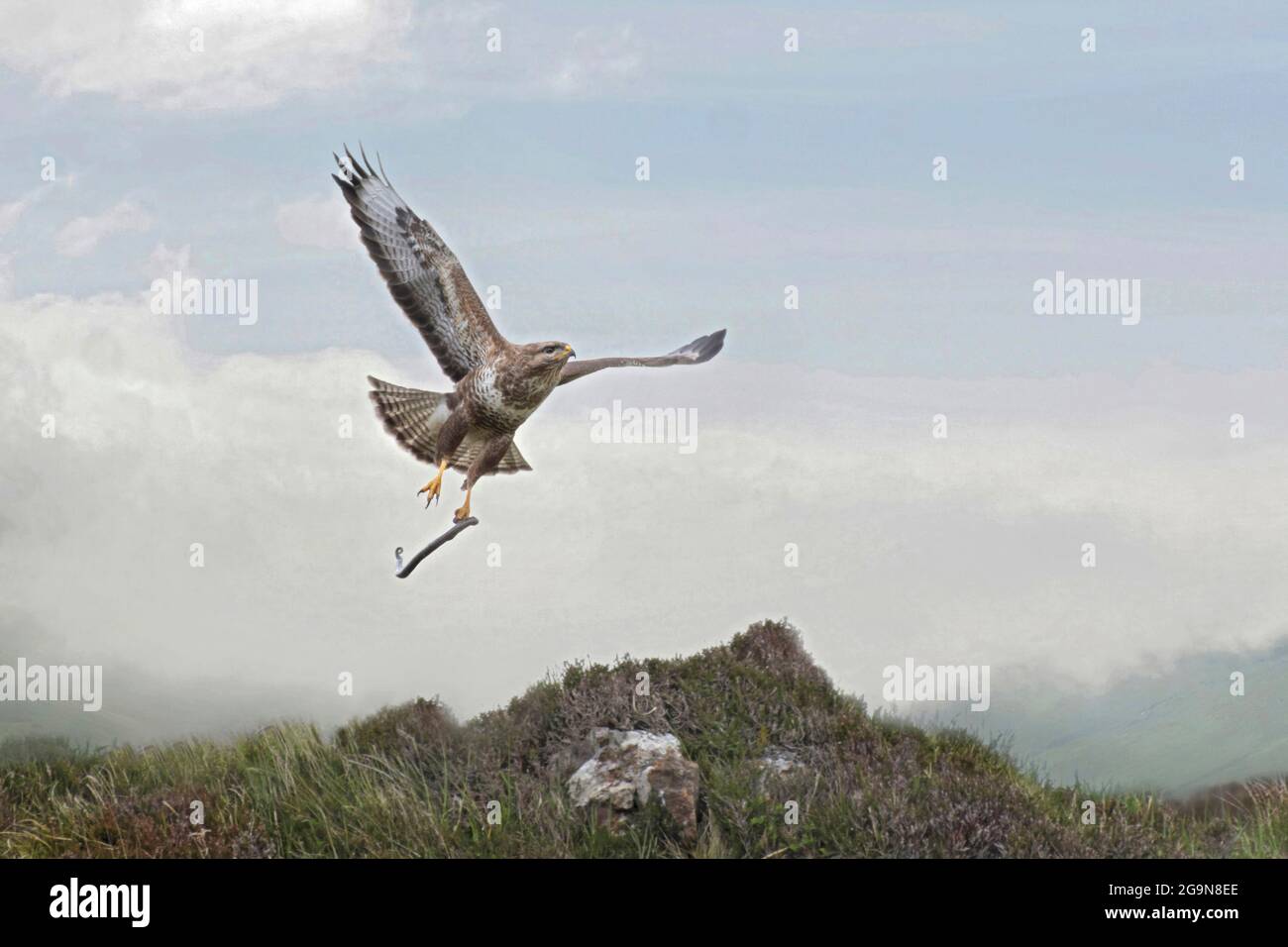 Adder scotland hi-res stock photography and images - Alamy