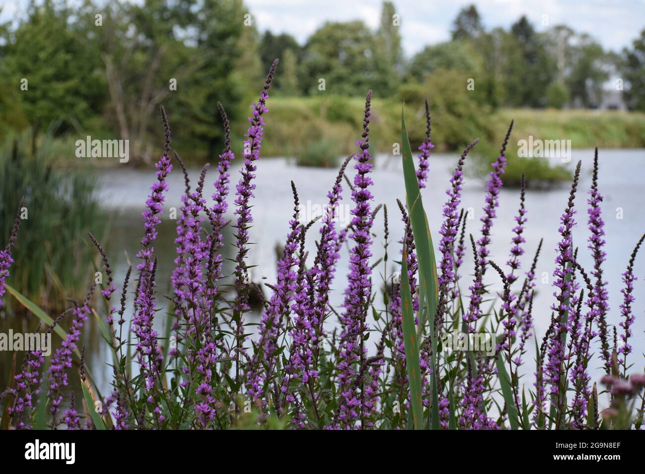 Swamp flowers hi-res stock photography and images - Alamy
