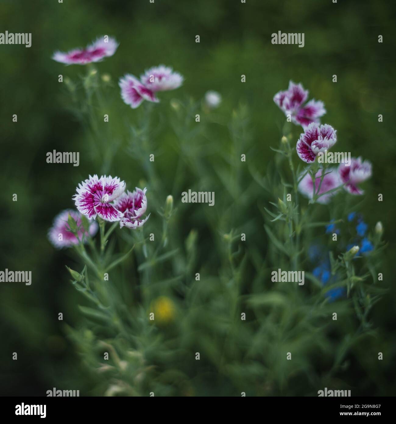 Closeup shot of colorful Chinese carnation flowers in the garden Stock ...