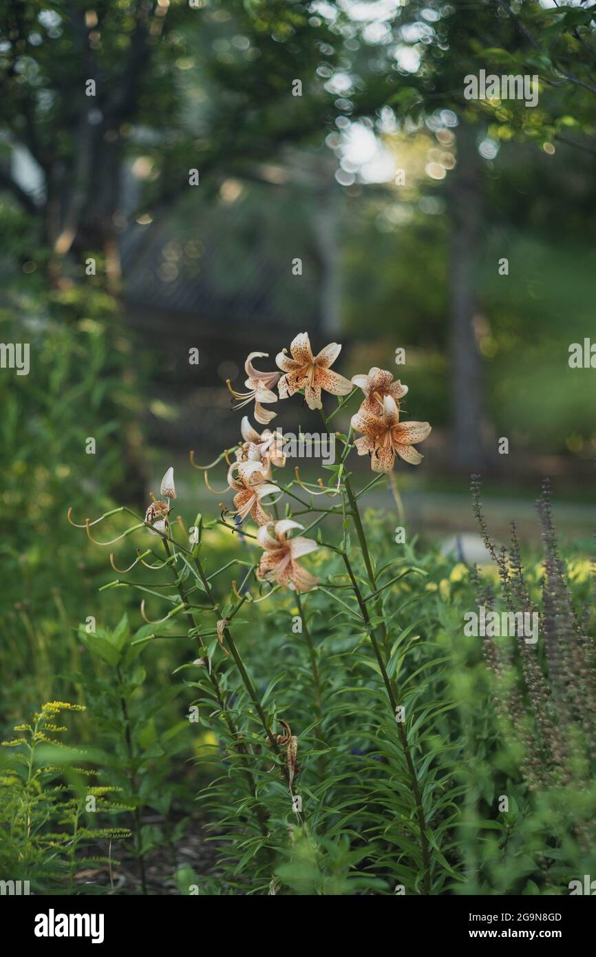 Closeup shot of a spring flower lily in the garden Stock Photo - Alamy