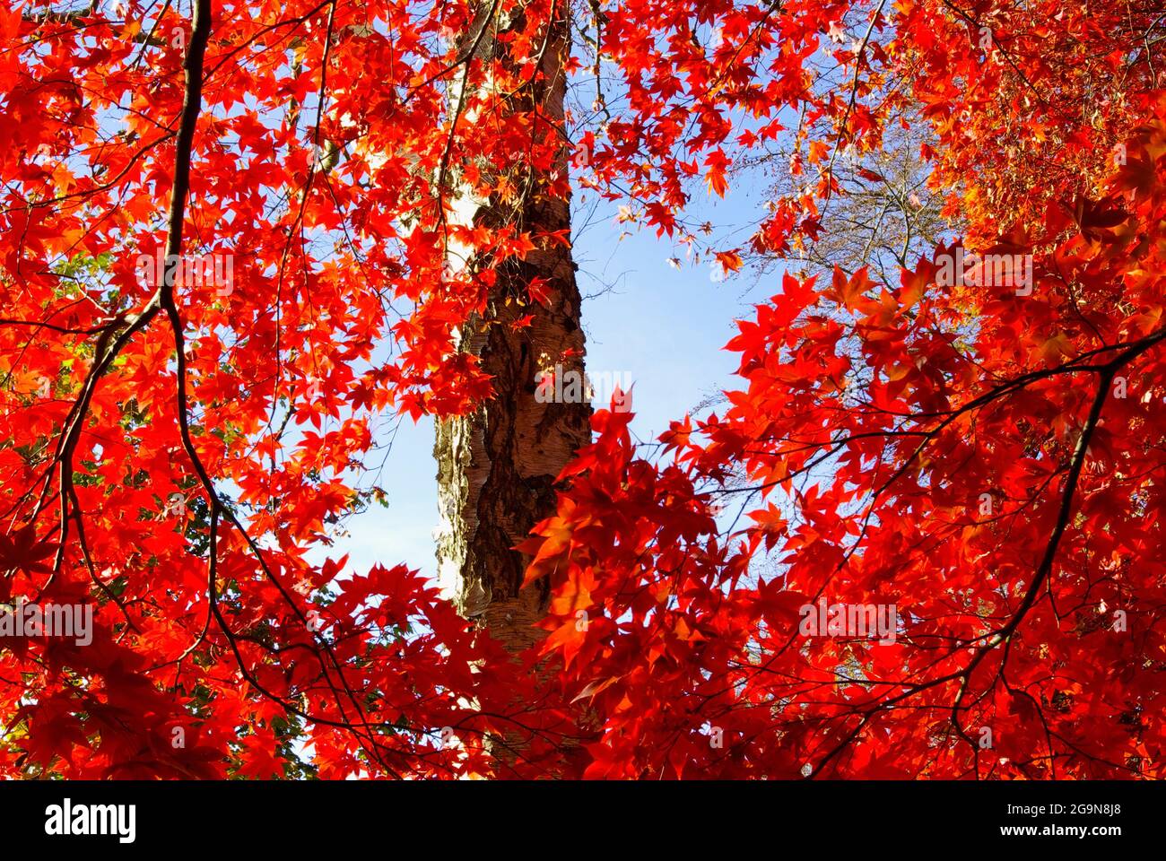 Acer Palmatum, Tree Stock Photo - Alamy