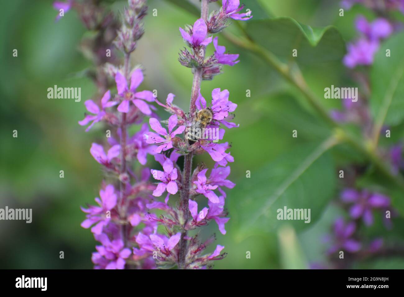 Long Tongued Bees High Resolution Stock Photography and Images - Alamy