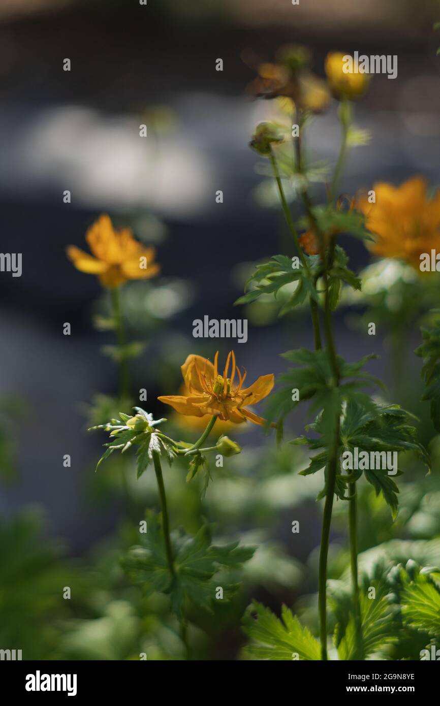 Trollius chinensis golden queen hi-res stock photography and images - Alamy