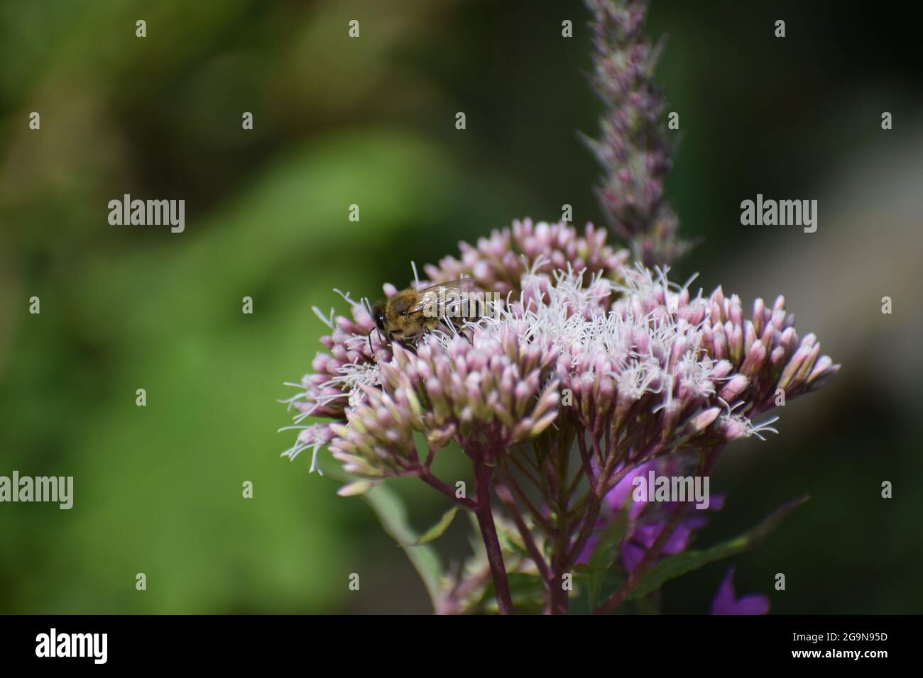 Long Tongued Bee High Resolution Stock Photography and Images - Alamy