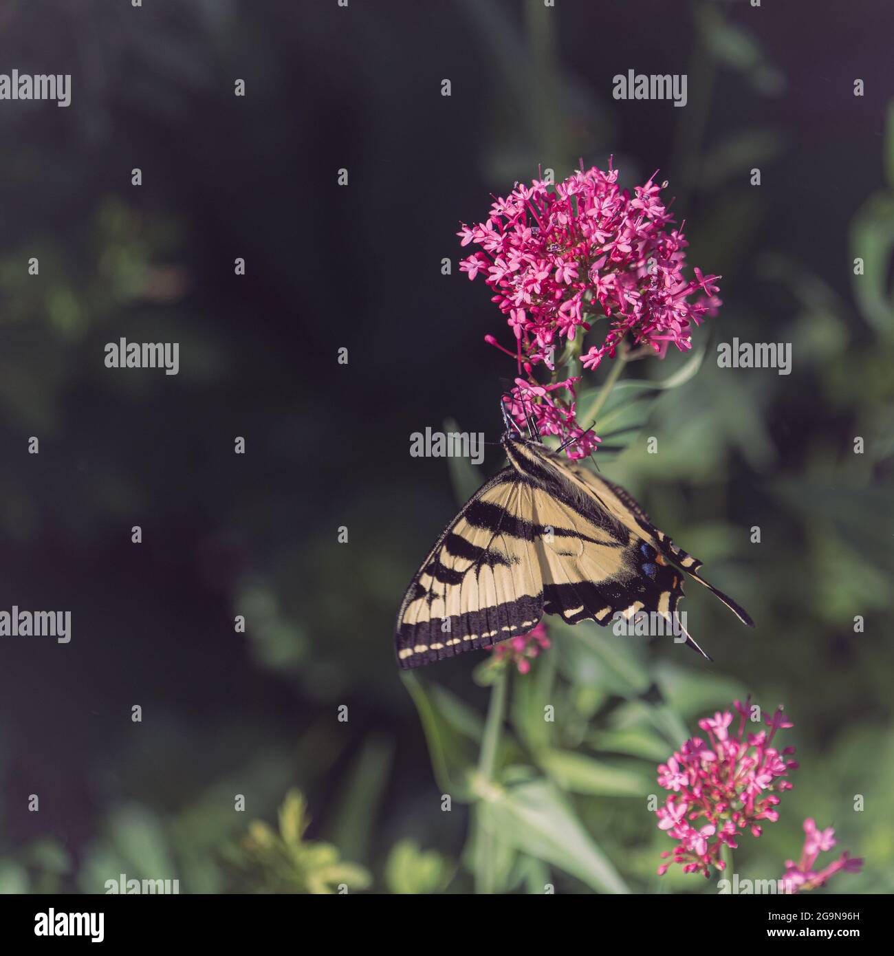 Closeup shot of an Eastern tiger swallowtail butterfly on a Centranthus ...