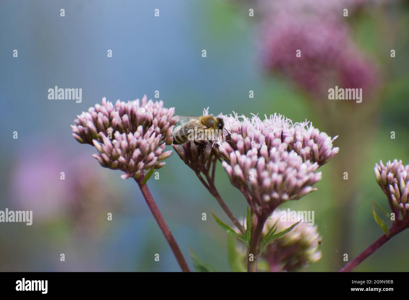 Long tongued bees hi-res stock photography and images - Alamy