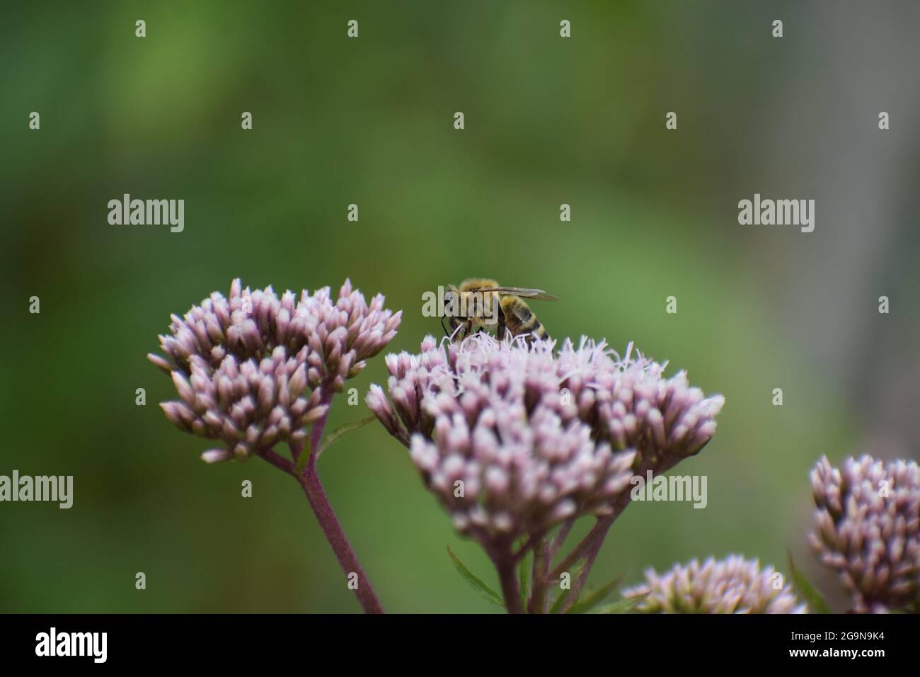 Long tongued bees hi-res stock photography and images - Alamy