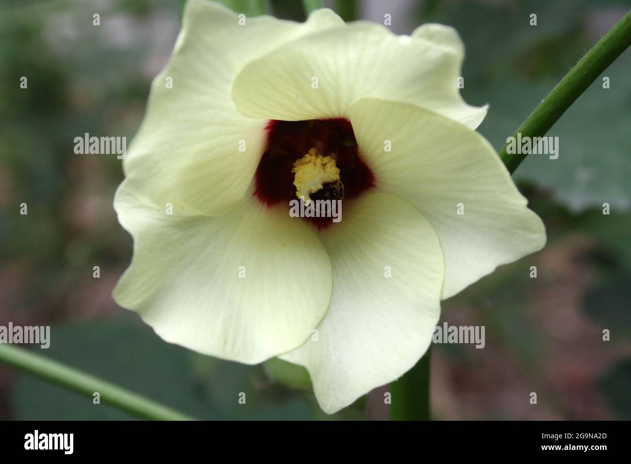 Okra or Bhindi (Abelmoschus esculentus) flowers and seed pods Stock ...