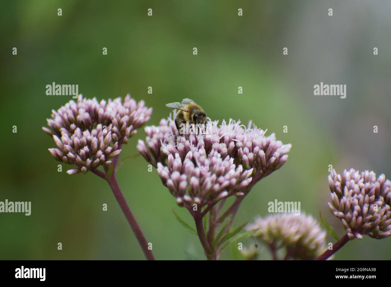 Long tongued bees hi-res stock photography and images - Alamy