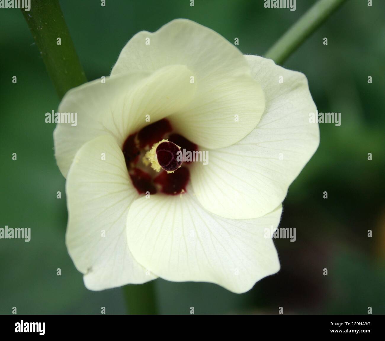 Okra or Bhindi (Abelmoschus esculentus) flowers and seed pods Stock ...