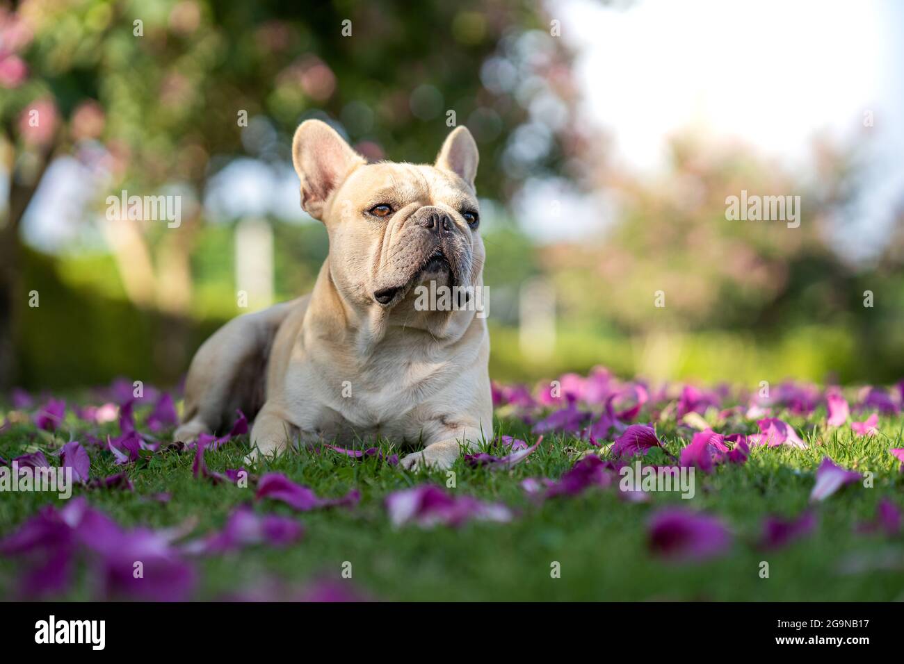 Cute French bulldog on a meadow with flowers Stock Photo - Alamy