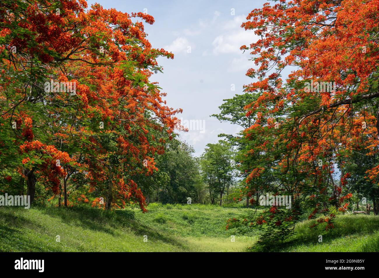 Beautiful shot of colorful blooming trees in a park Stock Photo - Alamy