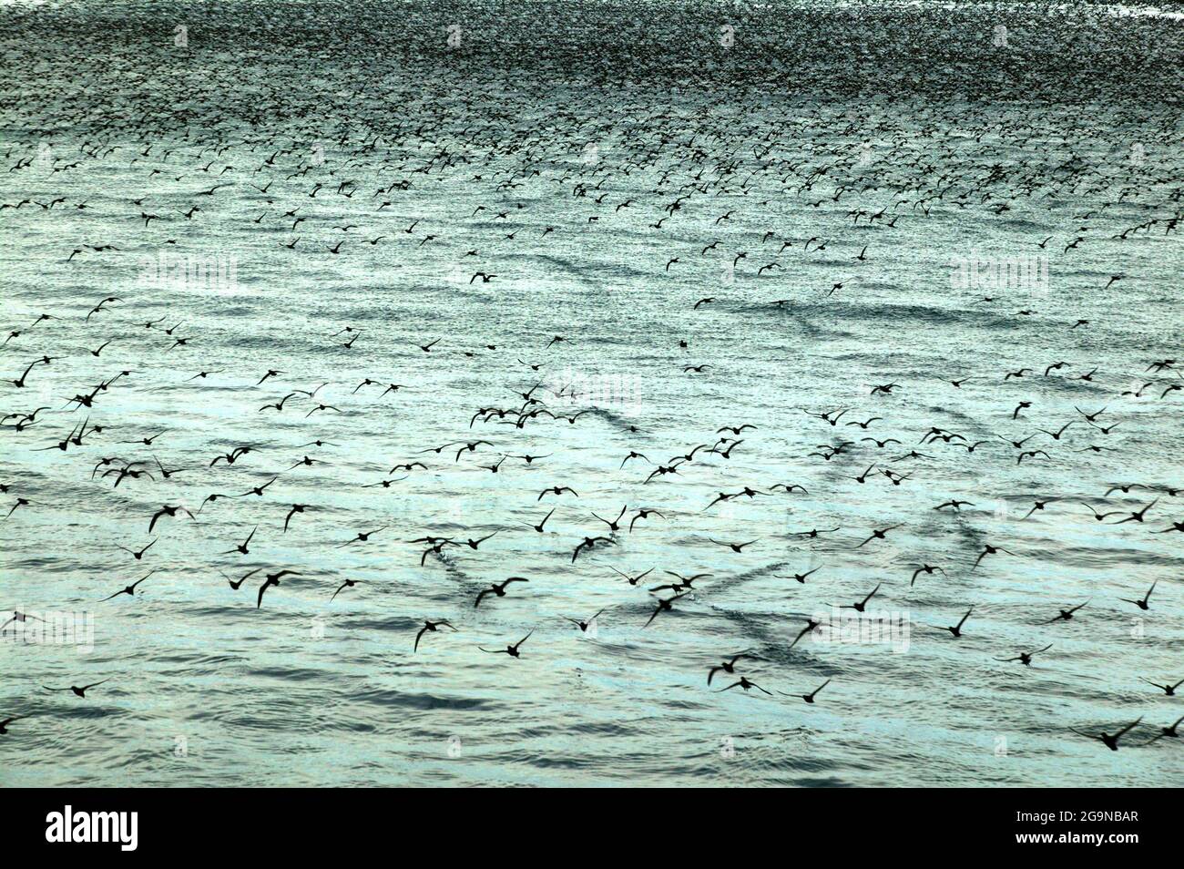 Bird migration River Derwent, Tasmania, Australia Stock Photo - Alamy