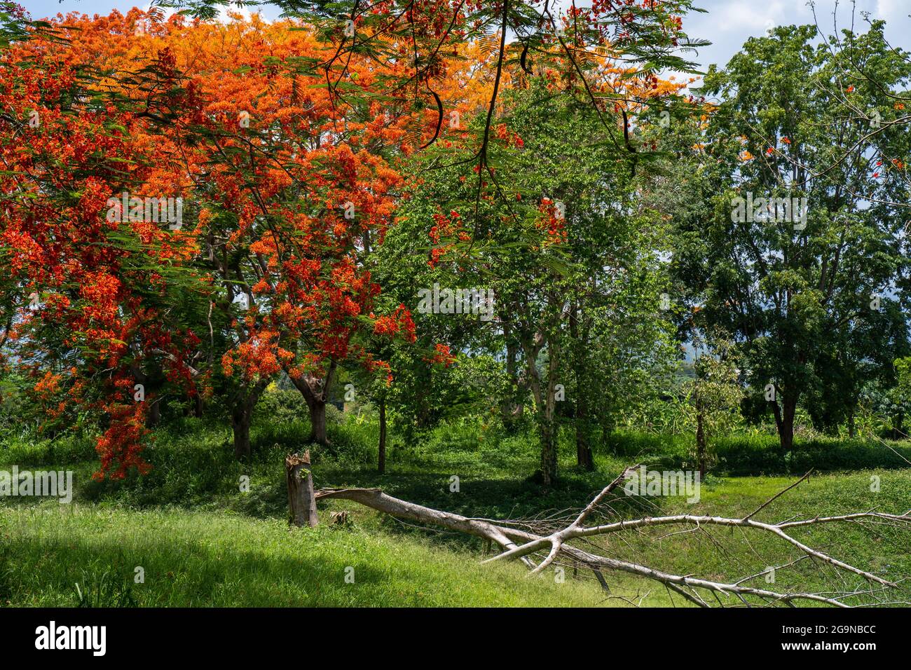 Beautiful shot of colorful blooming trees in a park Stock Photo - Alamy