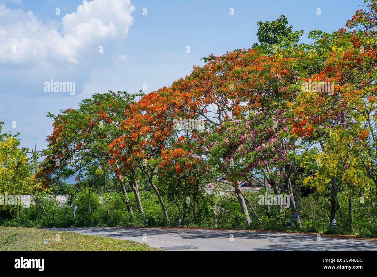 Beautiful shot of colorful blooming trees in a park Stock Photo - Alamy