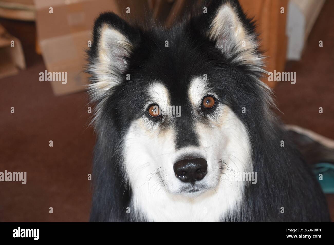 Alusky hi-res stock photography and images - Alamy