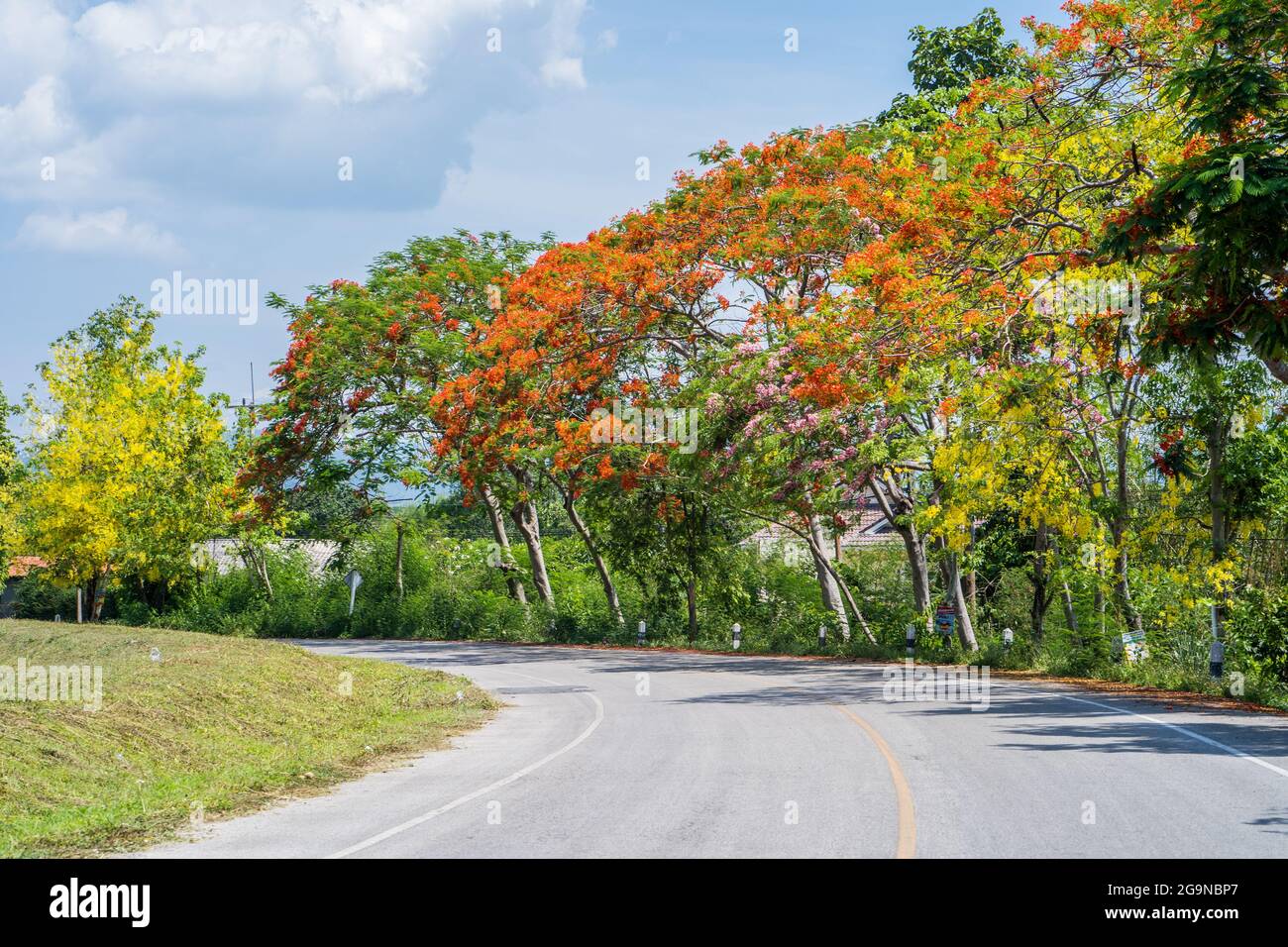 Beautiful shot of colorful blooming trees in a park Stock Photo - Alamy