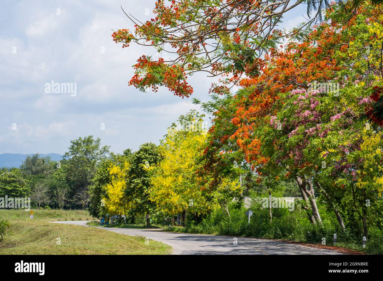 Beautiful shot of colorful blooming trees in a park Stock Photo - Alamy