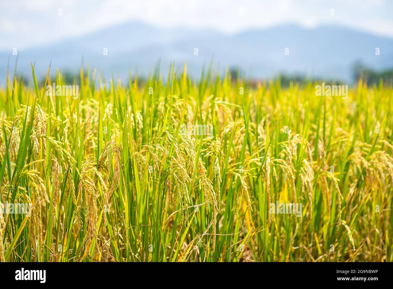Beautiful golden green field on a sunny day Stock Photo - Alamy