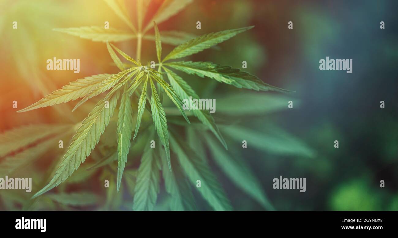 Hemp bush close up under sunlight Stock Photo - Alamy
