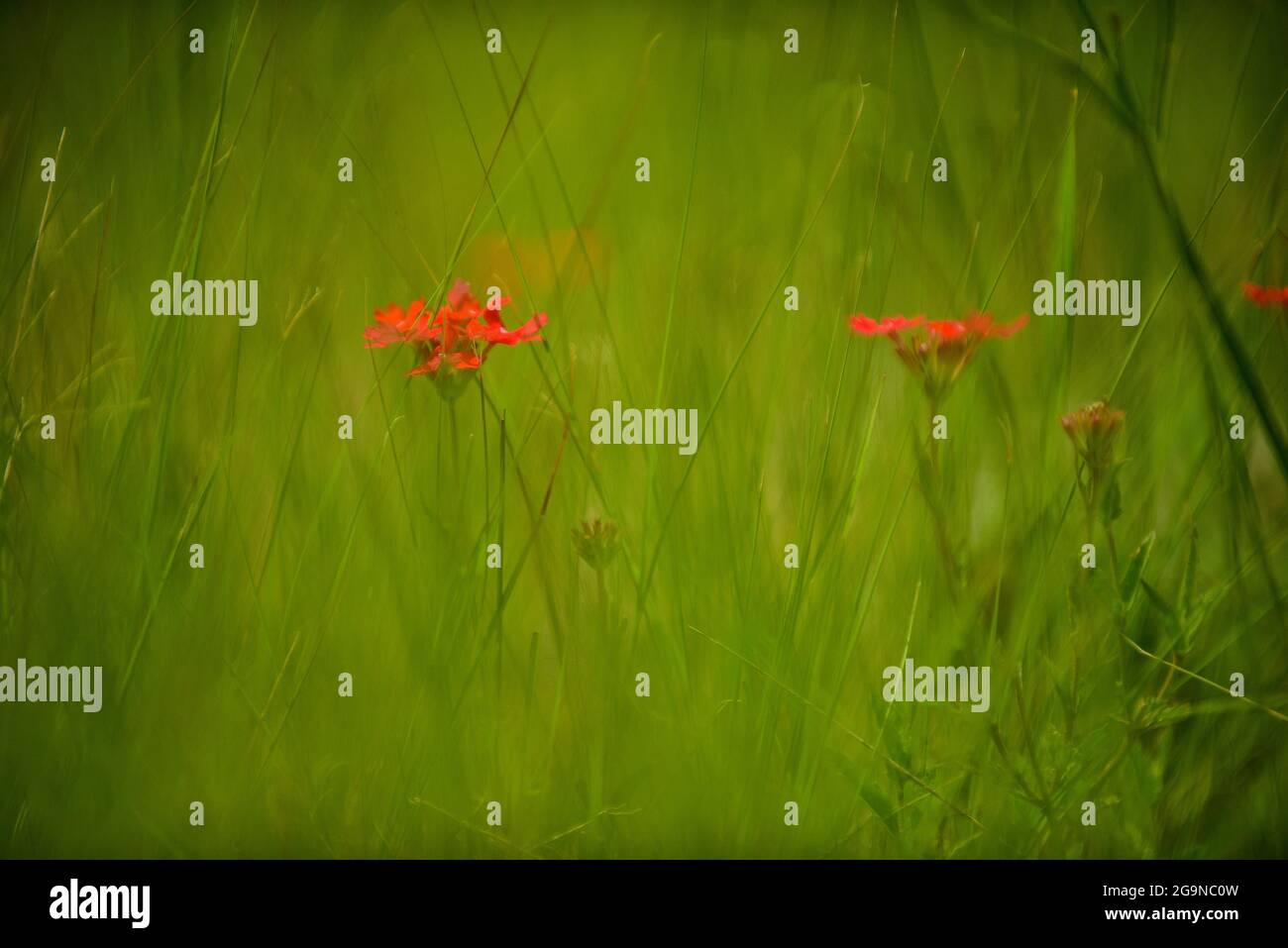 Wild flora, flowers in spring in the Pampas landscape, La Pampa ...