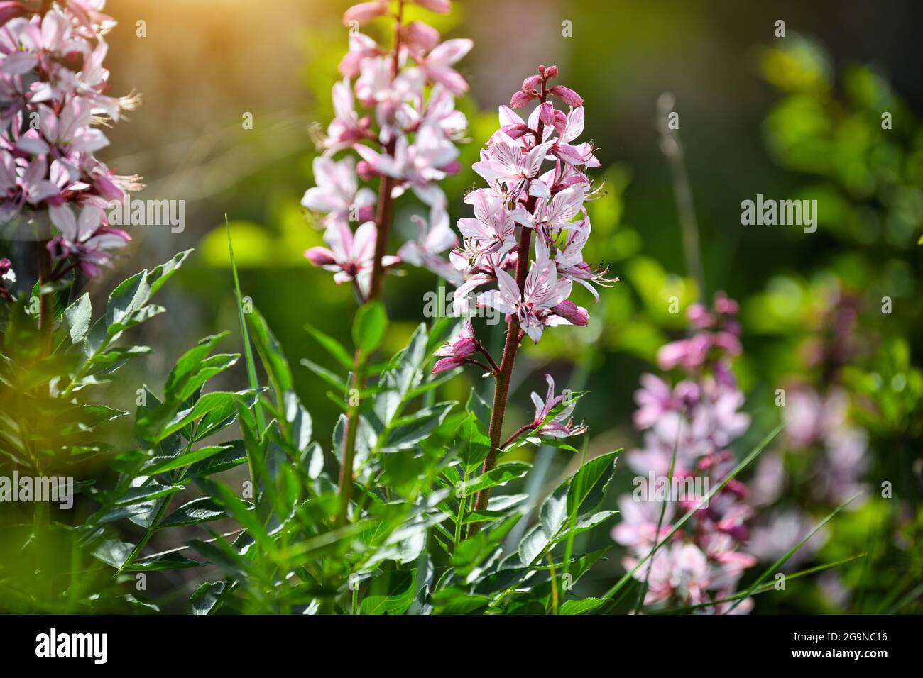 Pink flowers of wild plant Diptam (Dictamnus albus) or Burning Bush, or ...