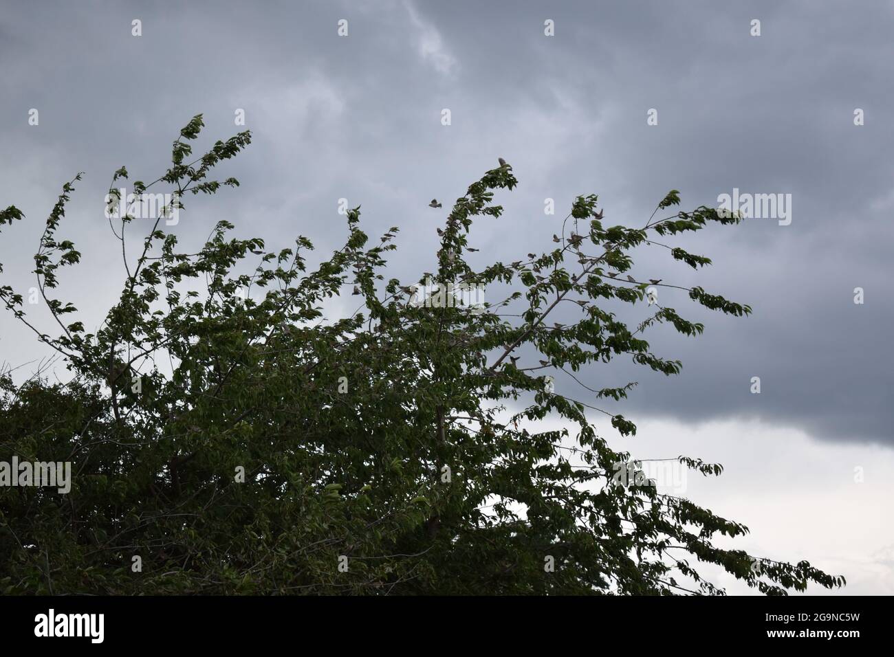 sparrow swarm in a tree at thunderstorm start Stock Photo - Alamy
