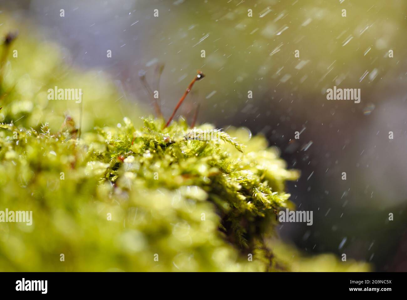 Natural background with moss and raindrops in sunlight. Selective focus ...
