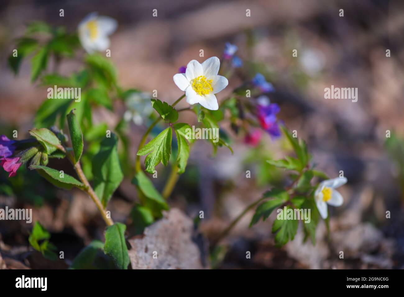 Anemone sylvestris. First spring flowers Stock Photo - Alamy