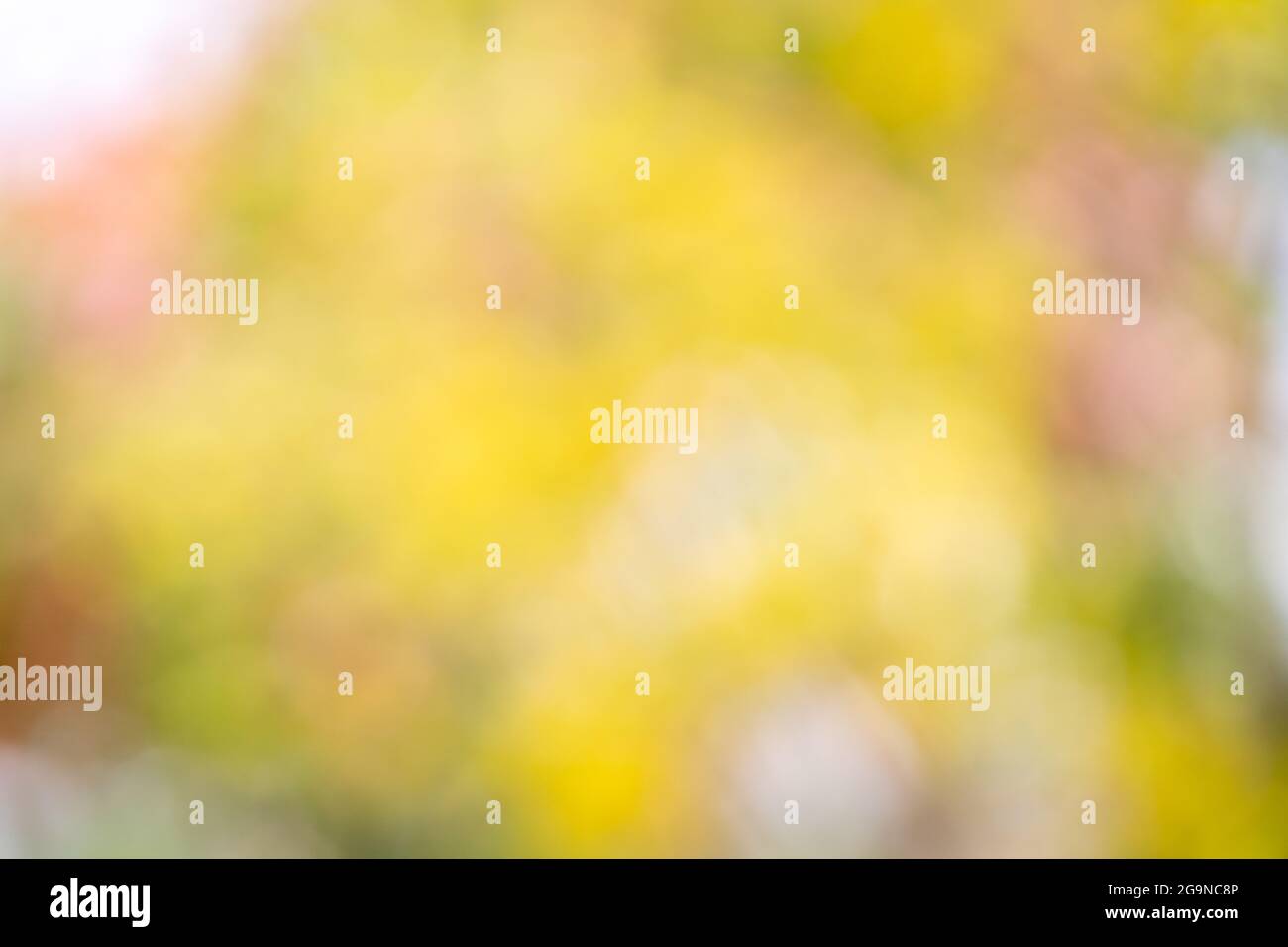 Blurred bright yellow background for wallpapers Stock Photo - Alamy