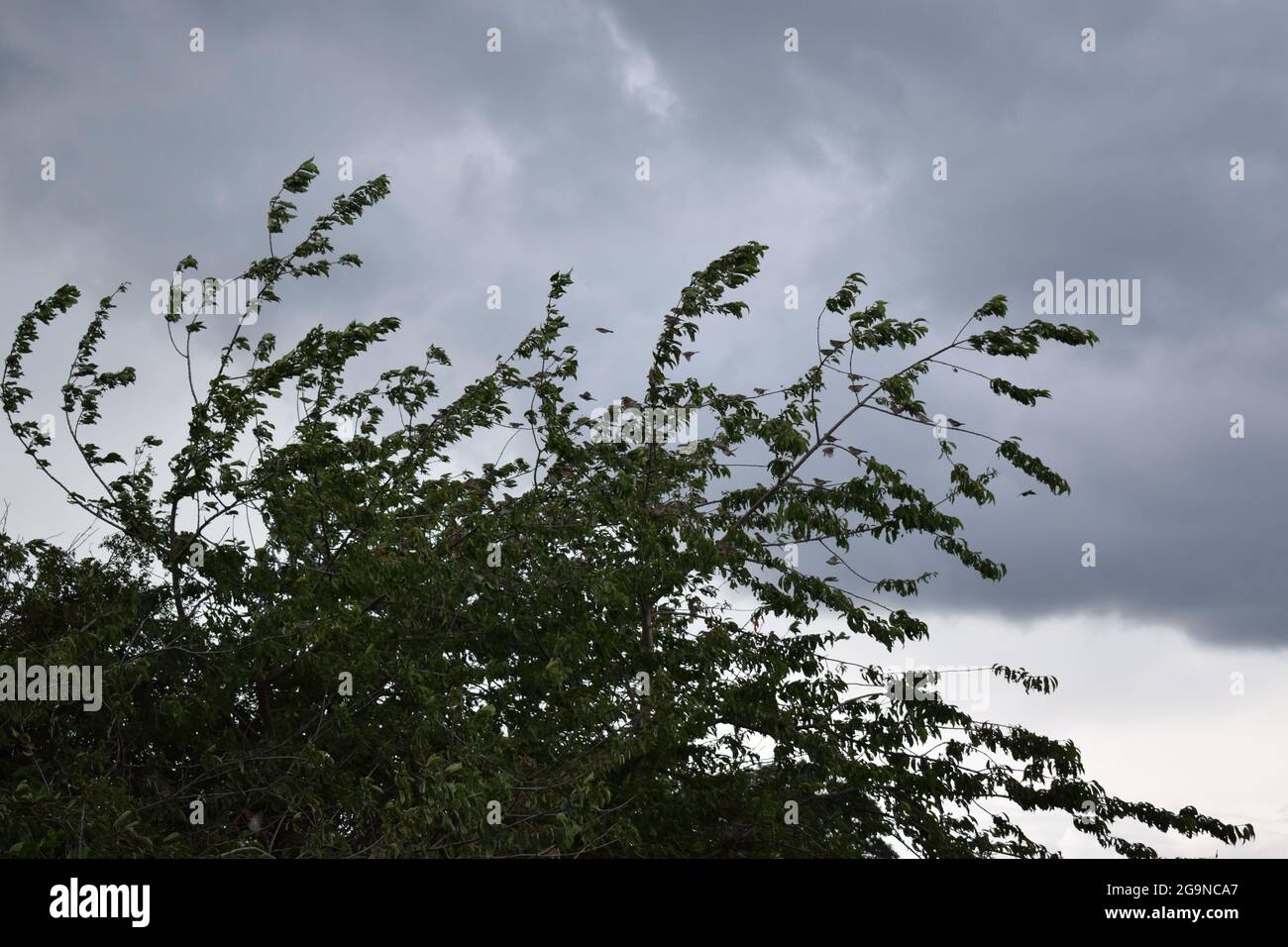 sparrow swarm in a tree at thunderstorm start Stock Photo - Alamy