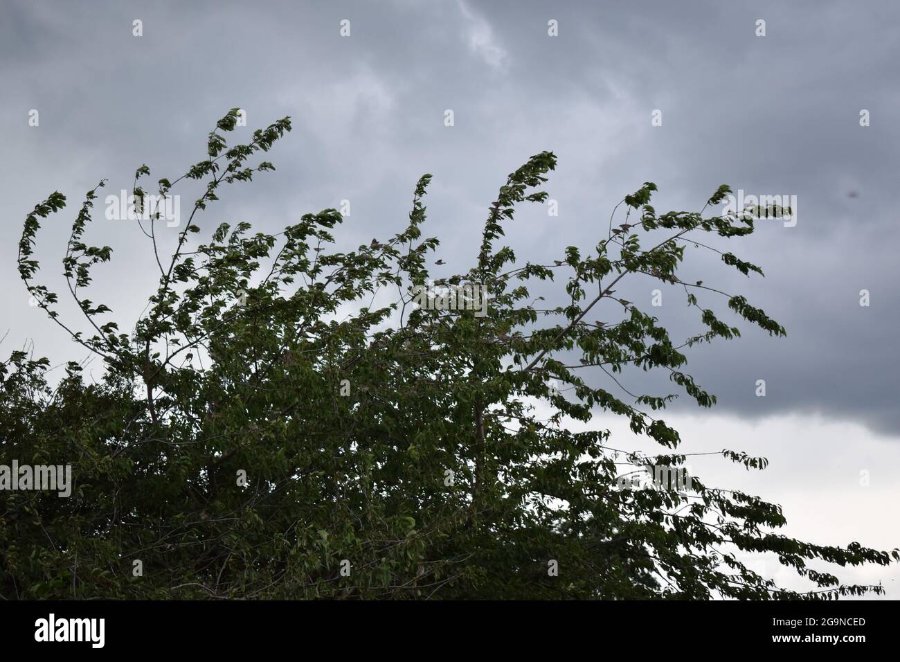 sparrow swarm in a tree at thunderstorm start Stock Photo - Alamy