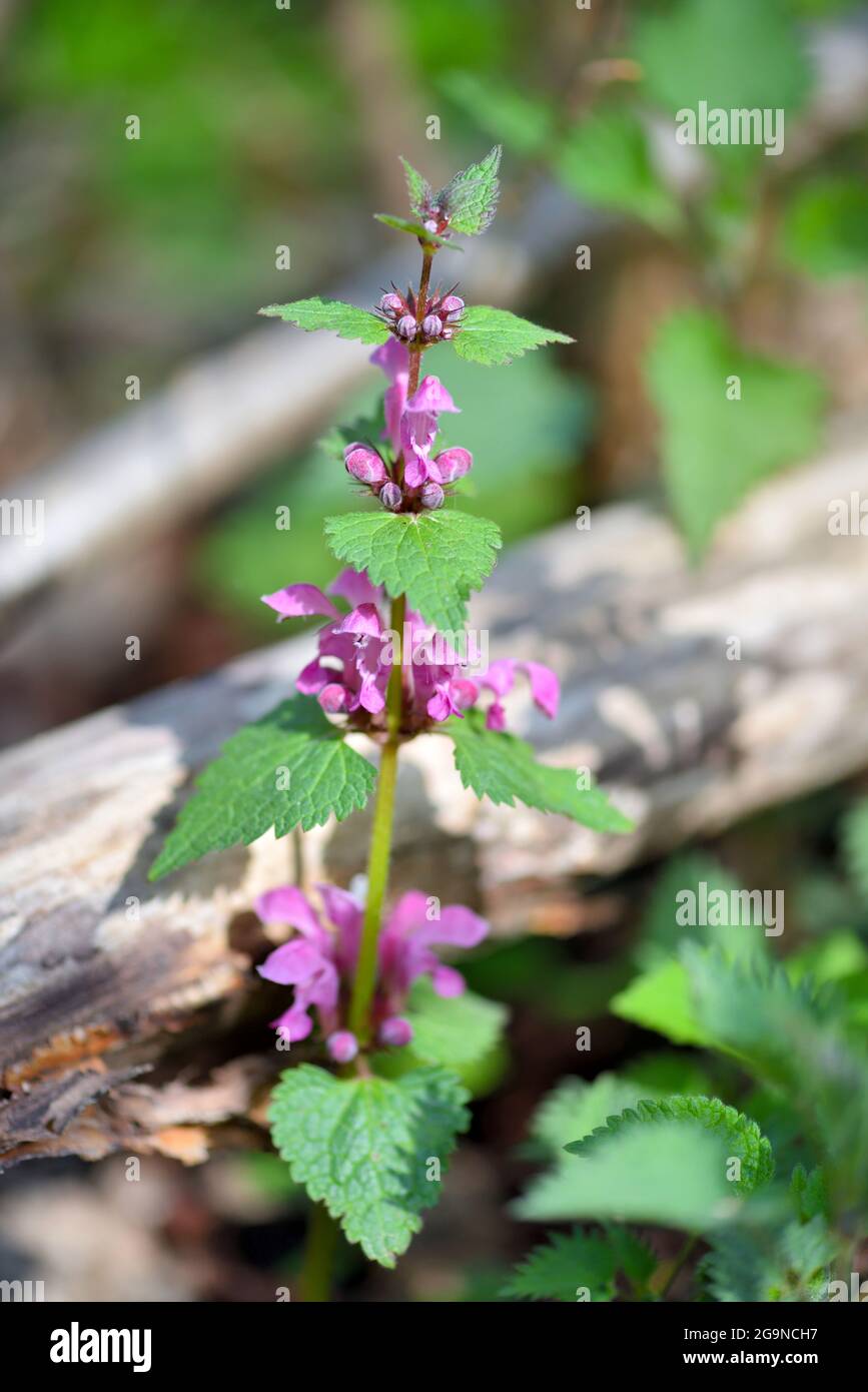 Blooming Dead nettle (Lamium purpureum) in the spring garden Stock ...
