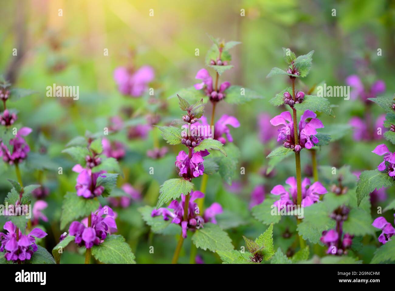 Dead herb hi-res stock photography and images - Alamy