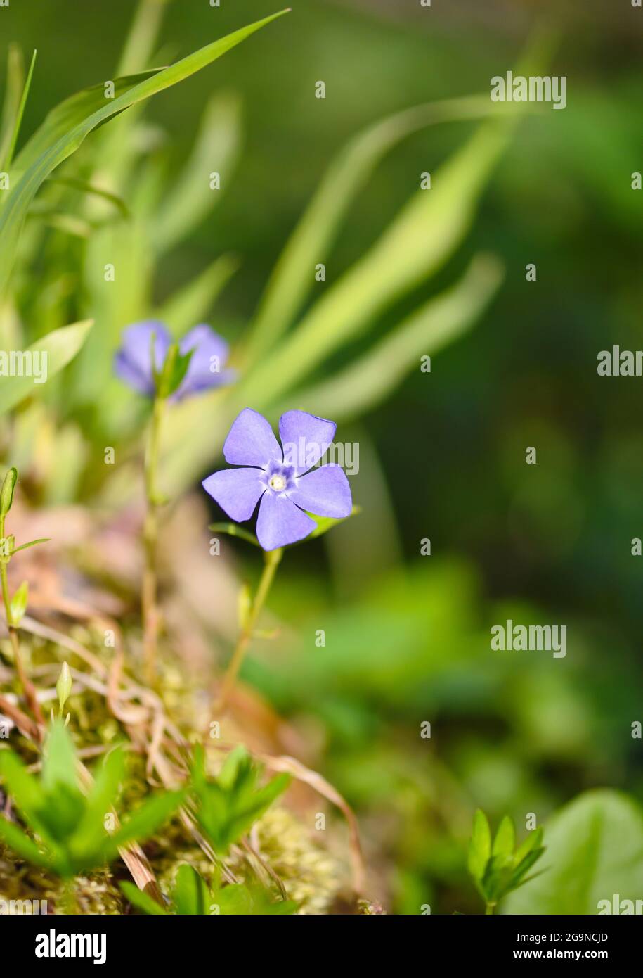 Periwinkle Vinca blue spring flowers in the forest Stock Photo - Alamy
