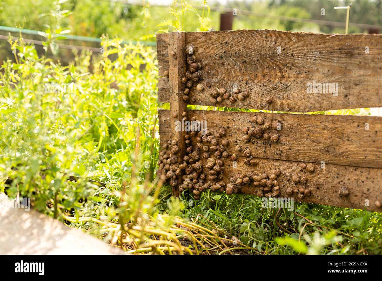 A group of snails. Snail farm Stock Photo - Alamy